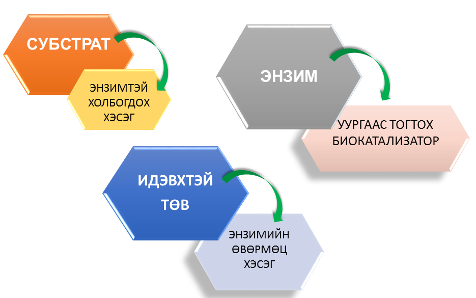 Мэдлээ | Цахим контент